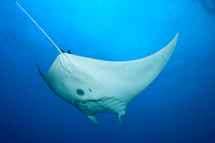 Encuentran el primer criadero conocido de mantarraya del mundo
