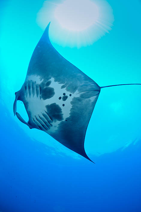 Encuentran el primer criadero conocido de mantarraya del mundo