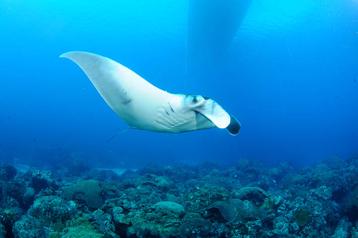 Encuentran el primer criadero conocido de mantarraya del mundo