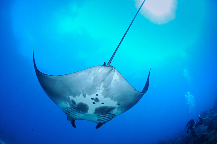 Encuentran el primer criadero conocido de mantarraya del mundo